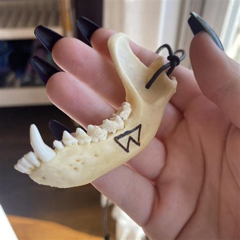 Handmade Coyote Jawbone Oddity Necklace Or Home Depop