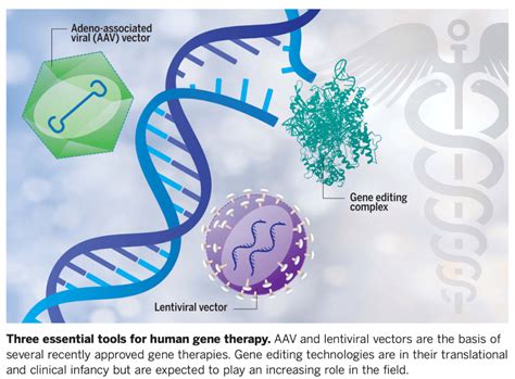 谁能成为基因治疗递送最佳选择？ 致癌