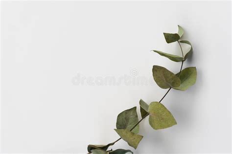 Set Botanic Green Leaves Eucalyptus Branches Isolated On White