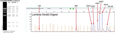 Capillary Electrophoresis For Double Stranded Dna Quality Control