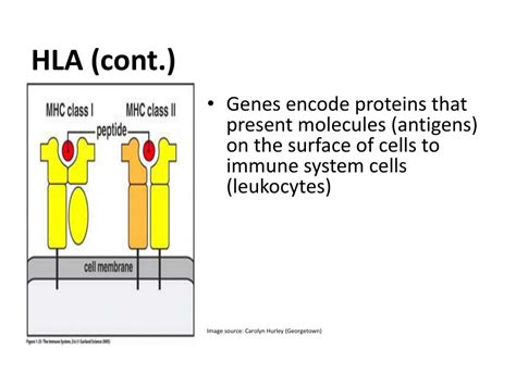 Ppt Imputing Hla Alleles From Snps Powerpoint Presentation Free Download Id2751194