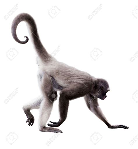 How To Draw A Spider Monkey Role Microblog Image Library