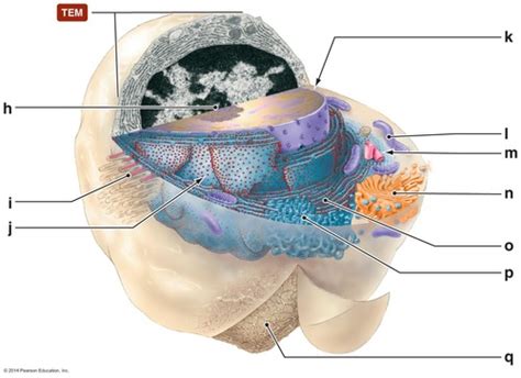 Micro Unit 1 Cell Structure And Function Flashcards Quizlet