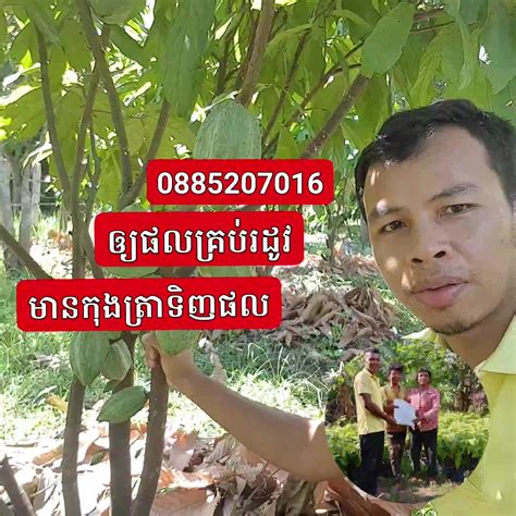 សៀមរាបលក់កូនកាកាវ ដាំម្តងទទួលផល60ឆ្នាំ នោះគឺ 🌱ដំណាំកិច្ចសន្យា🌱 🌱កូនកាកាវ🌱 🌱🌱ក្រុមហ៊ុន