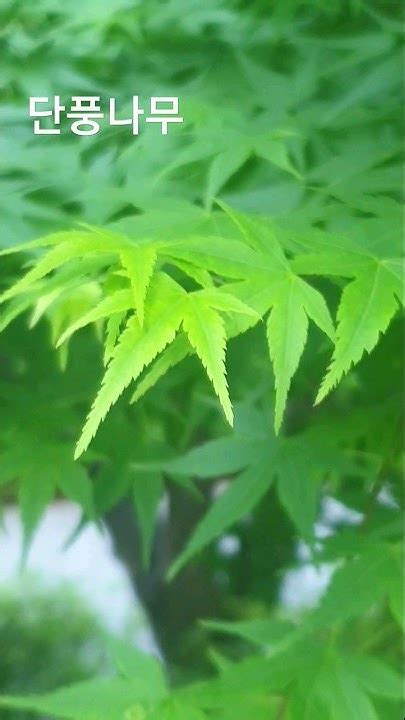청단풍잎이 작고 손바닥모양 갈라짐잎은 녹색가을단풍낙엽활엽교목5월 개화조경수손바닥모양의녹색의푸른잎이무척 아름다움bgm산다는 건 홍진영 Youtube