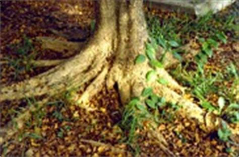 Natural Root Flare Roots And Planting Trees Roots Landscape Plants Edward F Gilman UF IFAS