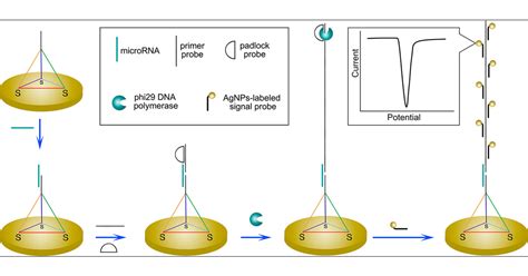 Ultrasensitive Detection Of Microrna Through Rolling Circle Amplification On A Dna Tetrahedron