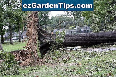Cedar Root Rot 🌱 Tips Jardineros