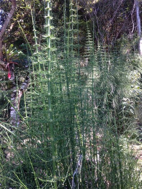 Equisetum Giganteum Equisetaceae