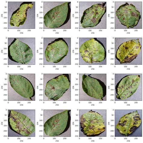 plant disease prediction in this project we will create a… by ahmet