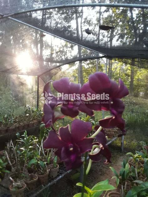 ඩෙන්ඩොබියම් ඕකිඩ් මල් සමග පැල Plants And Seeds