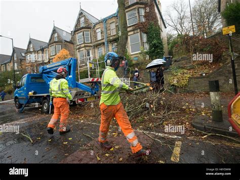 Tree Felling Hi Res Stock Photography And Images Alamy
