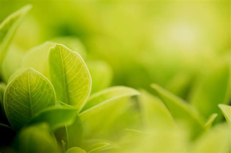 공공 정원 공원에서 햇빛과 흐린 녹지 나무 배경에 자연 녹색 잎의 클로즈업 아름다운 전망 그것은 벽지와 배경에 대한 풍경 생태 및 복사 공간입니다 0명에 대한 스톡 사진 및