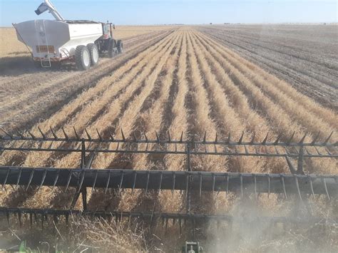 Pulse Update Bulk Lentils Brighten Market Grain Central