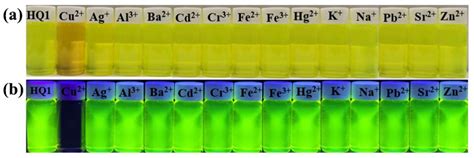 Two Novel Coumarin Based Fluorescent Probes For The Detection Of Cu2 And Biological
