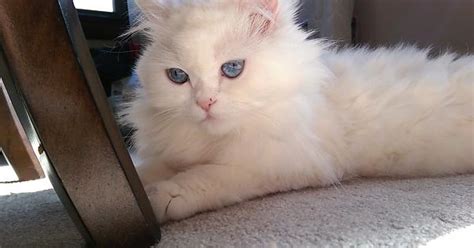 Fluff Master Flex Has Prettier Eyes Imgur