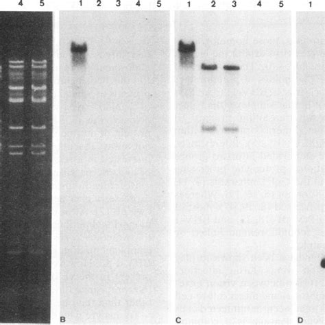 Genomic Characterization Of Recombinant Viruses Dna Was Isolated From Download Scientific