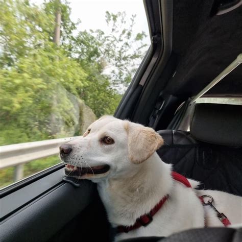 믹스견 곰순이 강아지 책임분양 ️ 강아지•고양이입양 강아지보호소 고양이보호소 무료분양 아이조아보호소