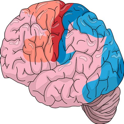 Brain Functional Areas Primary Secondary Associative Lateral View Figure Science Figures