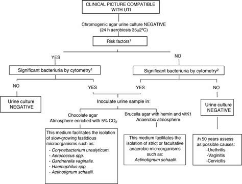 Diagnostic Algorithm In Negative Urine Cultures From Hospital Download Scientific Diagram