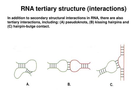 Ppt Rna Functions Structure And Phylogenetics Powerpoint