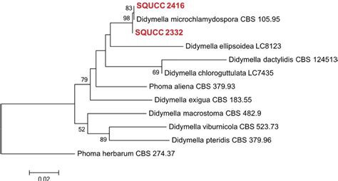 Phylogram Generated From Ml Analysis Based On Combined Its Tef And Tub