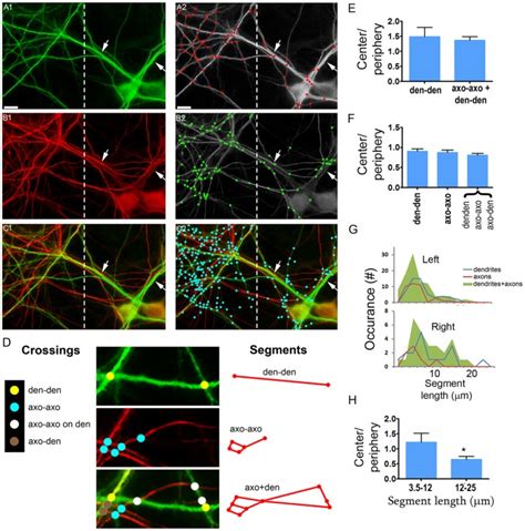 Dendritic Branch Intersections Are Structurally Regulated Targets For Efficient Axonal Wiring