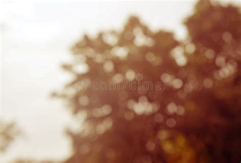 Close Up Textures Blurred Treeline Set Background Stock Photo Image Of Blurry Bokeh 159268926