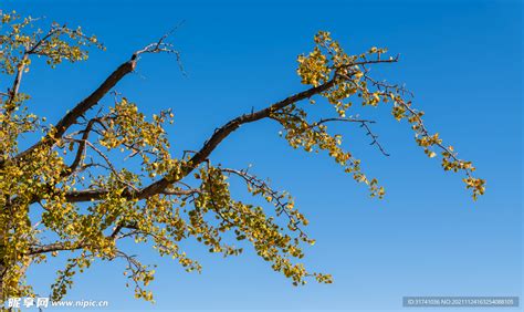 树枝摄影图 自然风景 自然景观 摄影图库 昵图网