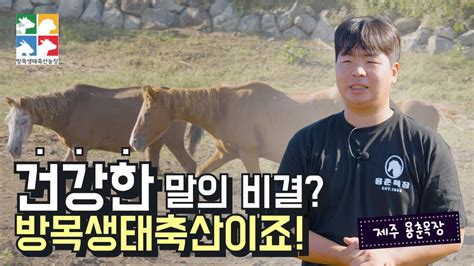 건강한 말의 비결 방목생태축산이죠 제주 용춘목장 Youtube