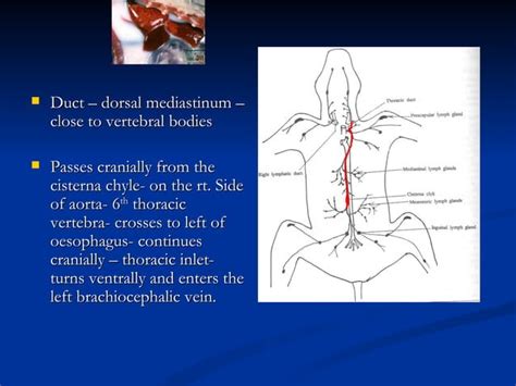 Chylothorax Ppt