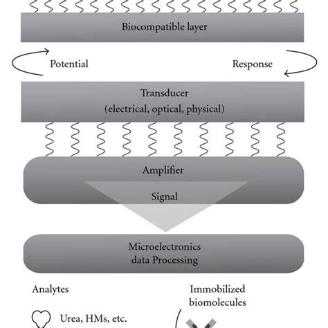 Schematic Principle Of Operation Of A Biosensor Download Scientific