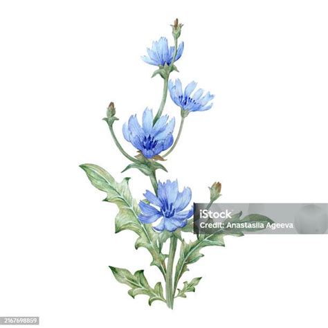 치커리 가지 와 꽃 손 그려진 수채화 그리고 하얀 배경에 고립되어 있습니다 패키징 디자인을 위한 요소 개화기에 대한 스톡 벡터 아트 및 기타 이미지 Istock