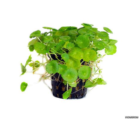 Hydrocotyle verticillata - Whorled pennywort - Flowgrow Aquatic Plant ...