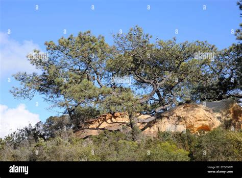 Torrey Pine Pinus Torreyana Is An Endangered Species Endemic To San