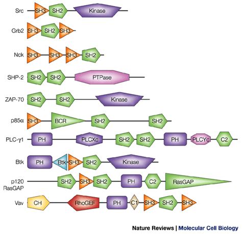Motif And Domain Discovery Genetics 564