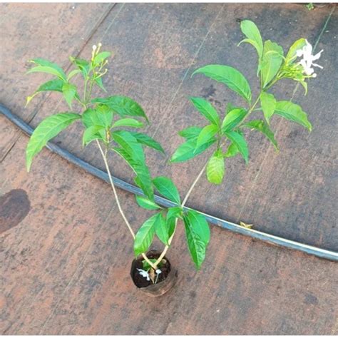 Clay Mini Tagar Plant At ₹ 80 Piece In Nagaon Id 2857002866530