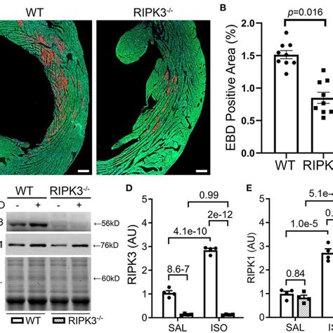 Myocardial Ripk1 Ripk3 Mlkl Pathway Is Activated In Isoproterenol Download Scientific Diagram