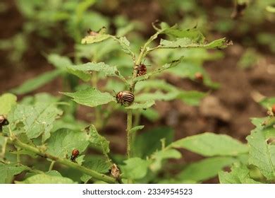 Sex Potato Beetle Royalty Free Images Stock Photos Pictures Shutterstock