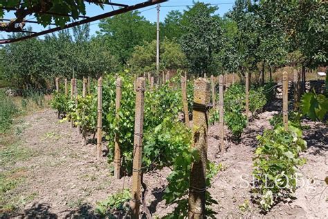 Продава Къща в град Генерал Тошево Общ Генерал Тошево Обл Добрич Цена 18000 Eur Aгроборса