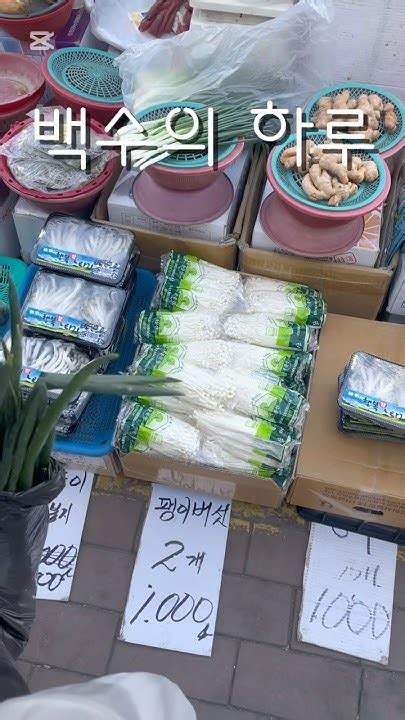 백수기록일기42 백수브이로그 브이로그 자취러 백수일상 요리로그 일주일브이로그 Vlog 시장 자취생 자취생