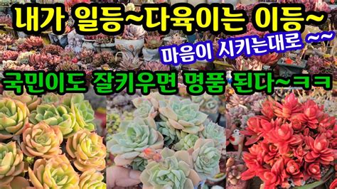다육이 키우기 키핑장 일상 🌸 봄이닷 수형 교정 하고 기다리면 예뻐져요 ~😆내맘대로 키우고 내가 하고 싶은대로하고~ Youtube