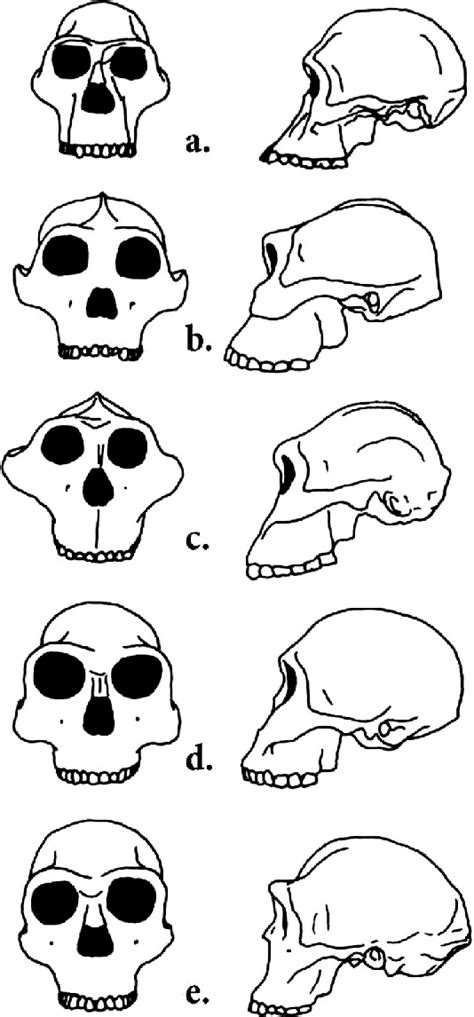Paranthropus Vs Australopithecus
