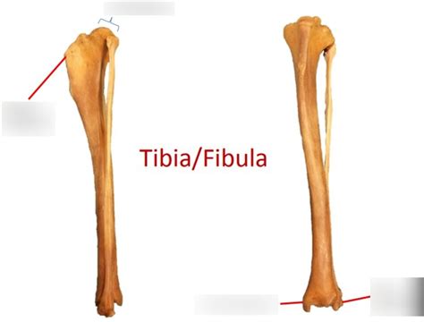 Diagram Of Anatomy Tibia Fibula L7 Quizlet