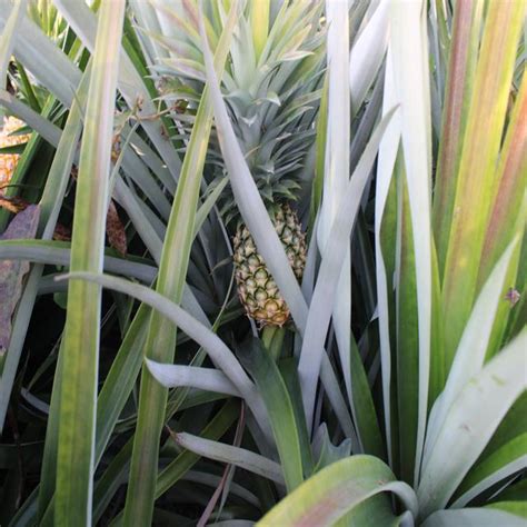 Pineapple Detection Object Detection Dataset And Pre Trained Model By Pradei