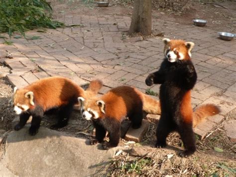 Firefox Gets Integrated Email Mask