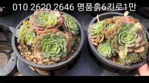 다육재고정리 대폭할인 감사쎄일 한정수량 라피네 3종1만3천 핑크마녀누다대품헤라왕대품 파랑새군생4천원 슈가베이비