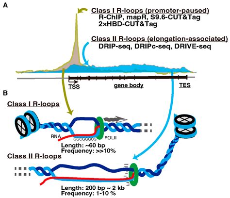 R Loop Formation In Meiosis Roles In Meiotic Transcription Associated