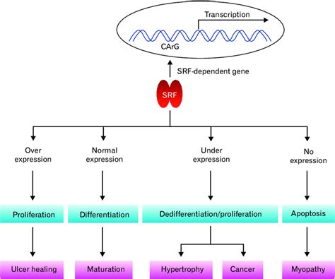 Multi Phenotypic Role Of Serum Response Factor Srf In The Digestive Download Scientific