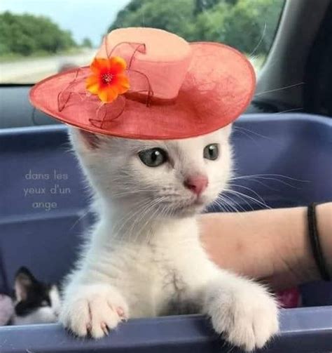 Une Chatte Inconsciente